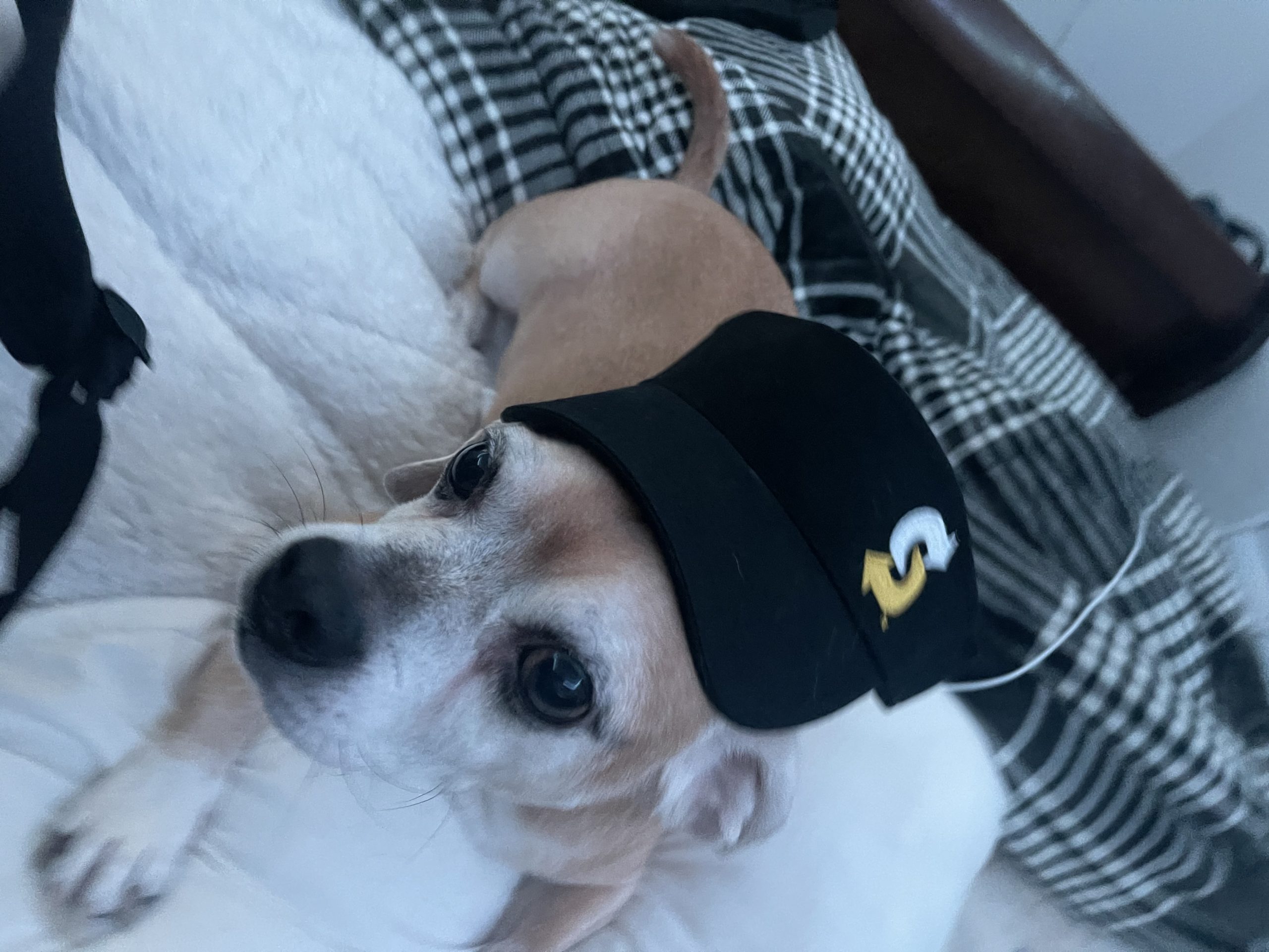 Tobin - Trusted Journey Pet Memorial Services | Pet Cremation | Indiana ...