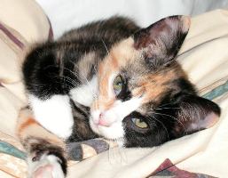 CALLIE MALONE - Trusted Journey