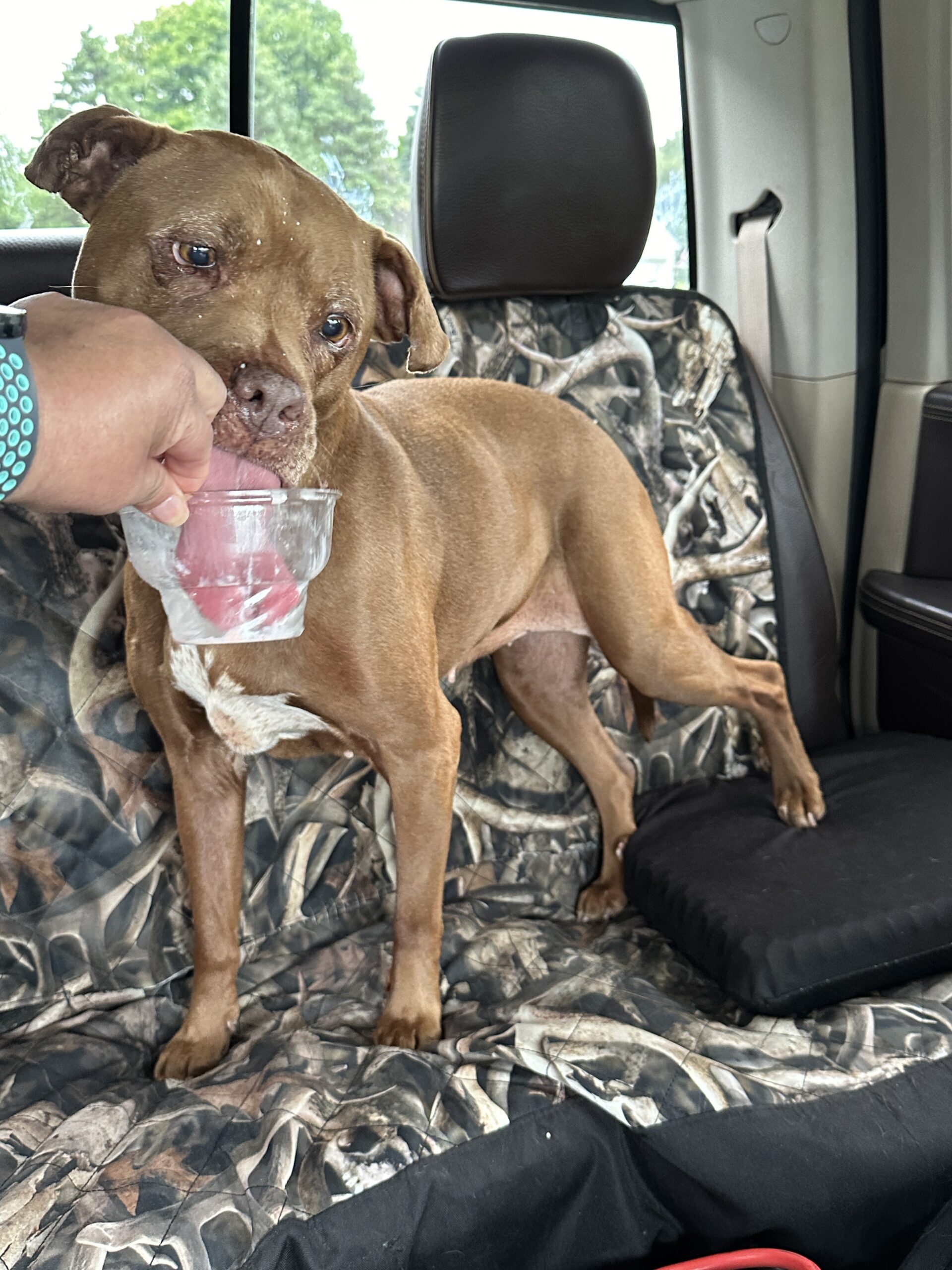 Ruby Red Bilger – Trusted Journey Pet Memorial Services | Pet Cremation ...