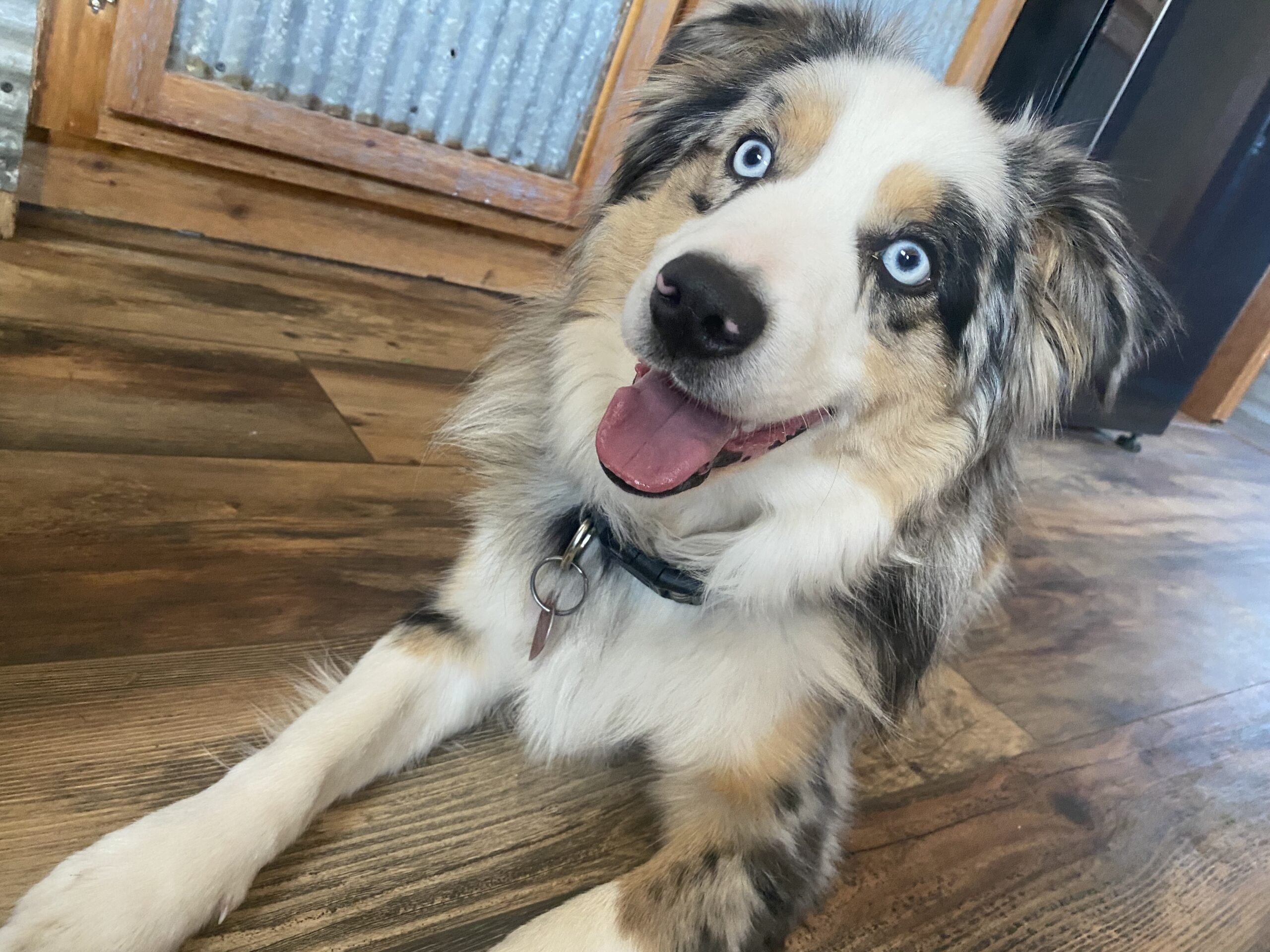 Oakley – Trusted Journey Pet Memorial Services | Pet Cremation ...