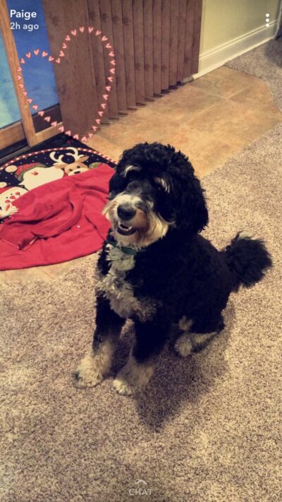 beansie - Trusted Journey Pet Memorial Services | Pet Cremation ...